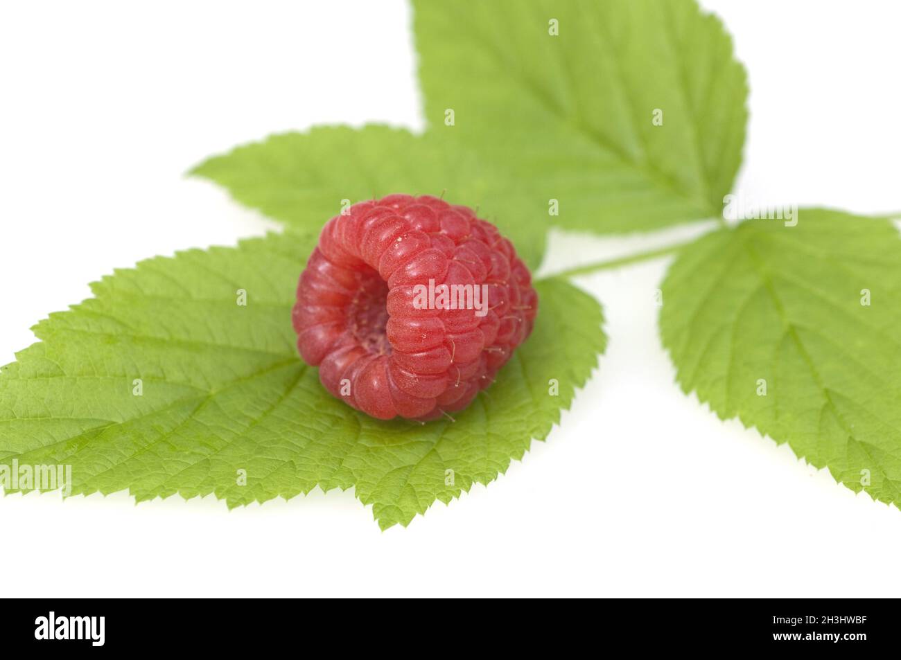 Raspberry; Rubus, idaeus; wild berry; hollow berry Stock Photo - Alamy