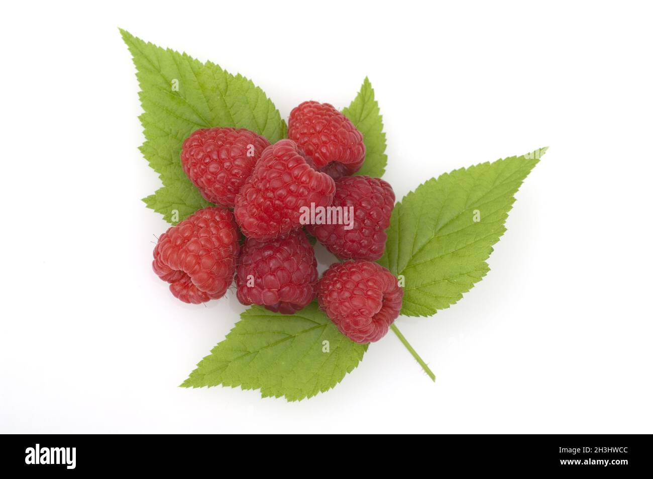 Raspberry; Rubus, idaeus; wild berry; hollow berry Stock Photo - Alamy