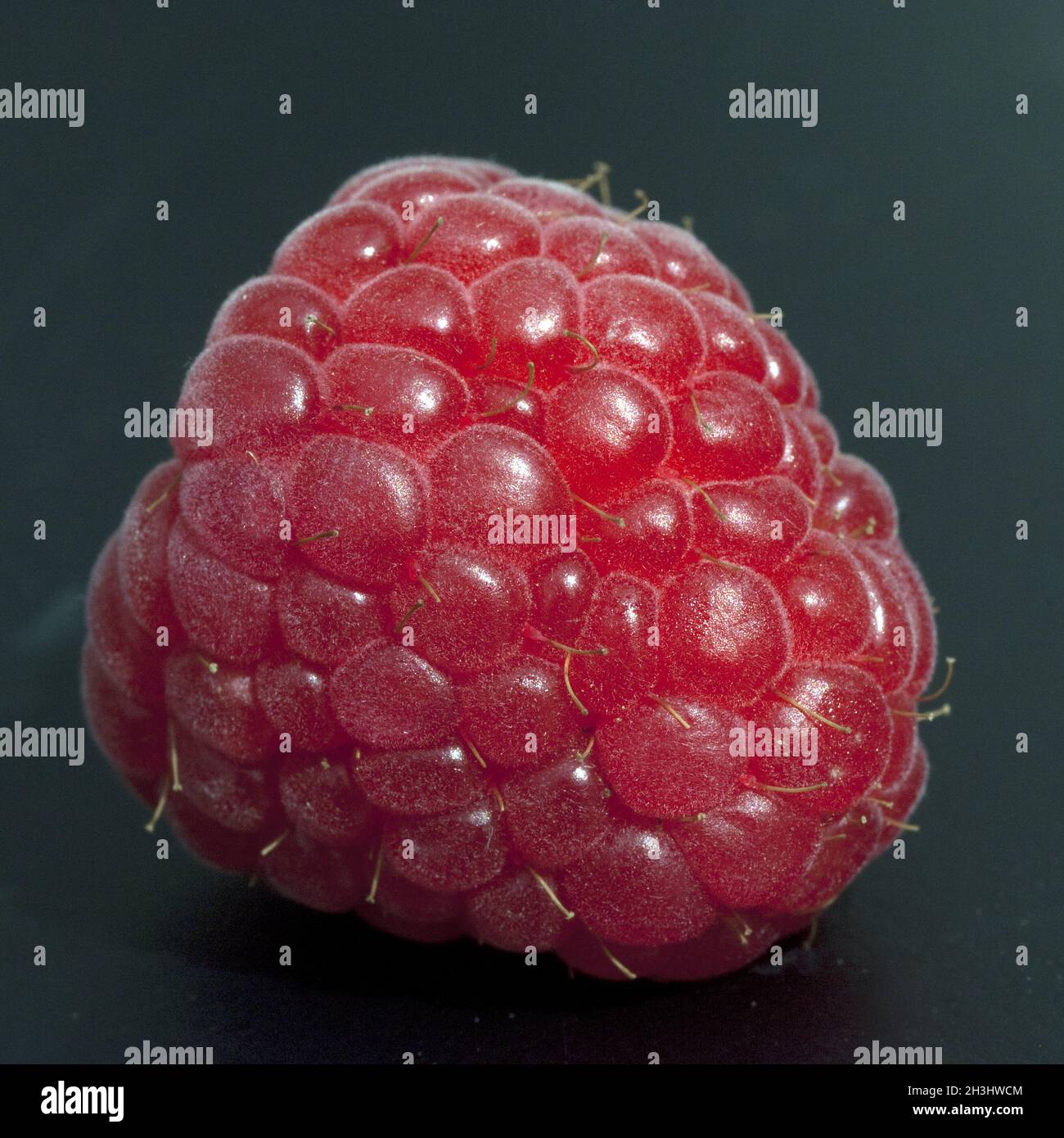 Raspberry; Rubus, idaeus; wild berry; hollow berry Stock Photo - Alamy