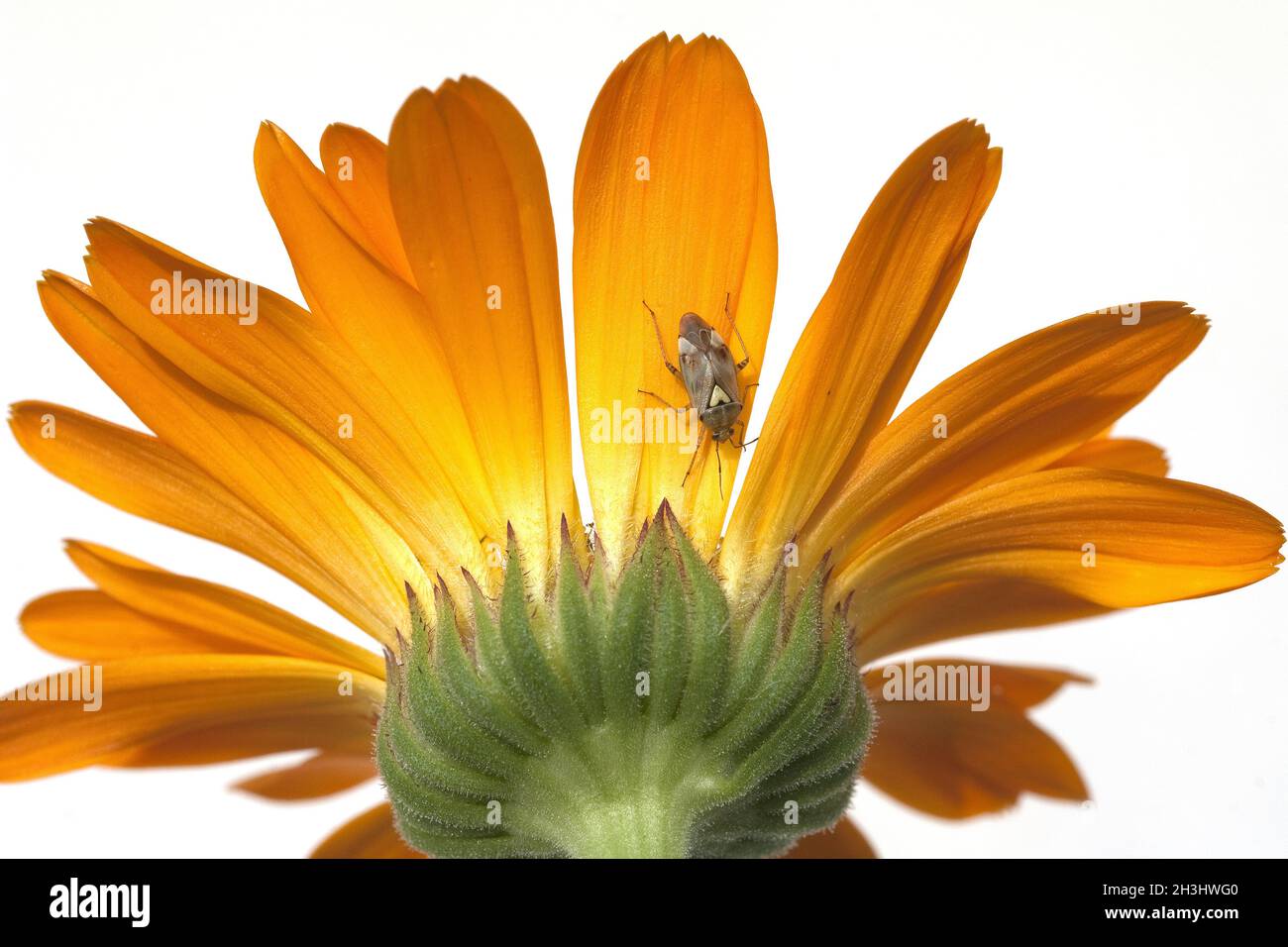 Meadow bug, common, Lygus, pratensis Stock Photo - Alamy