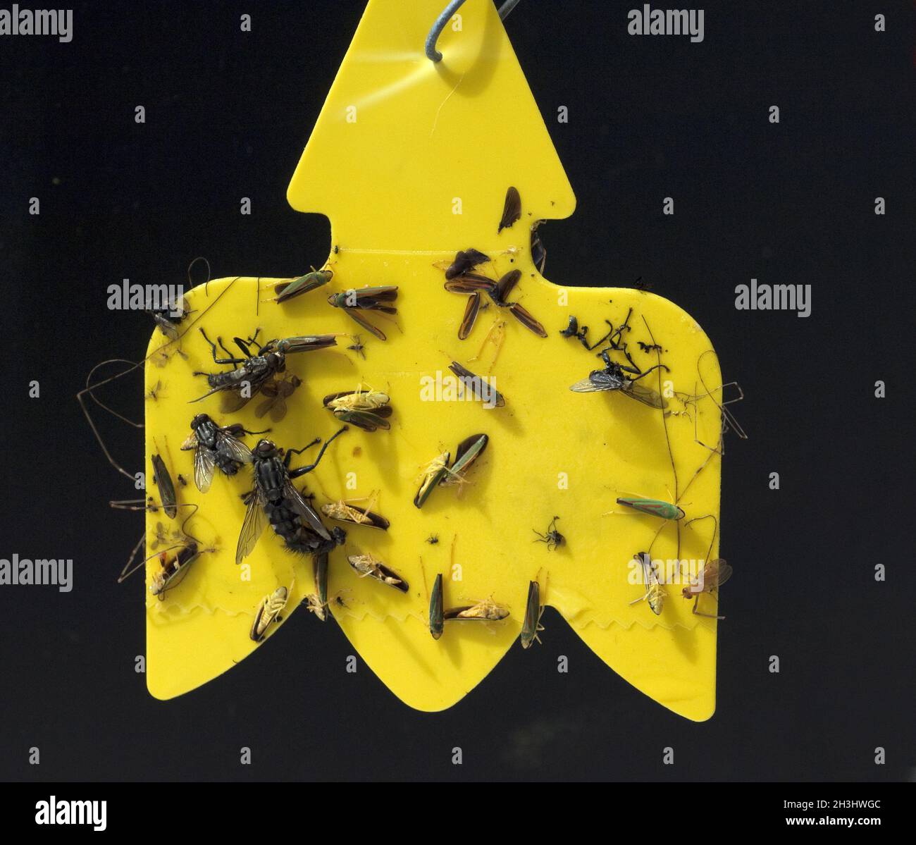 Yellow trap, insect trap Stock Photo - Alamy
