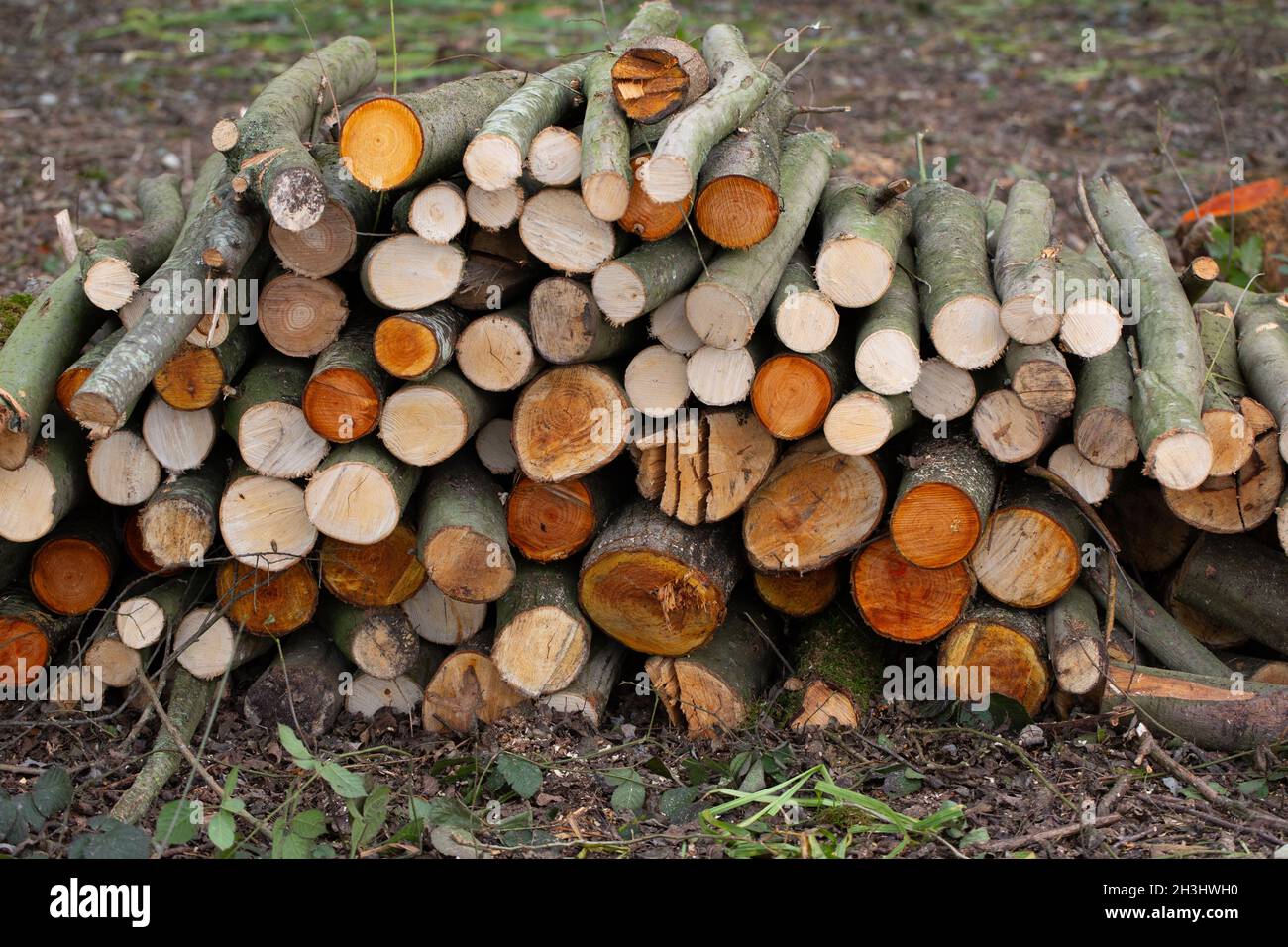 Freshly cut, stacked, log pile. Mixed tree species including, Birch ...