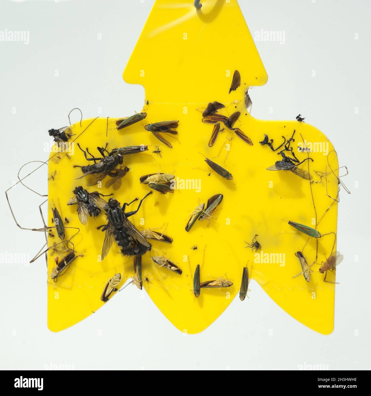 Yellow trap, insect trap Stock Photo - Alamy