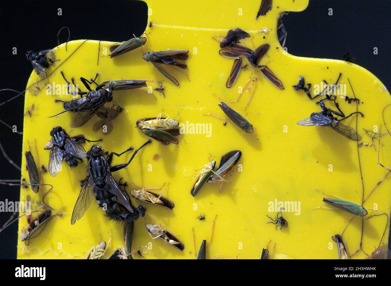 Yellow trap, insect trap Stock Photo - Alamy