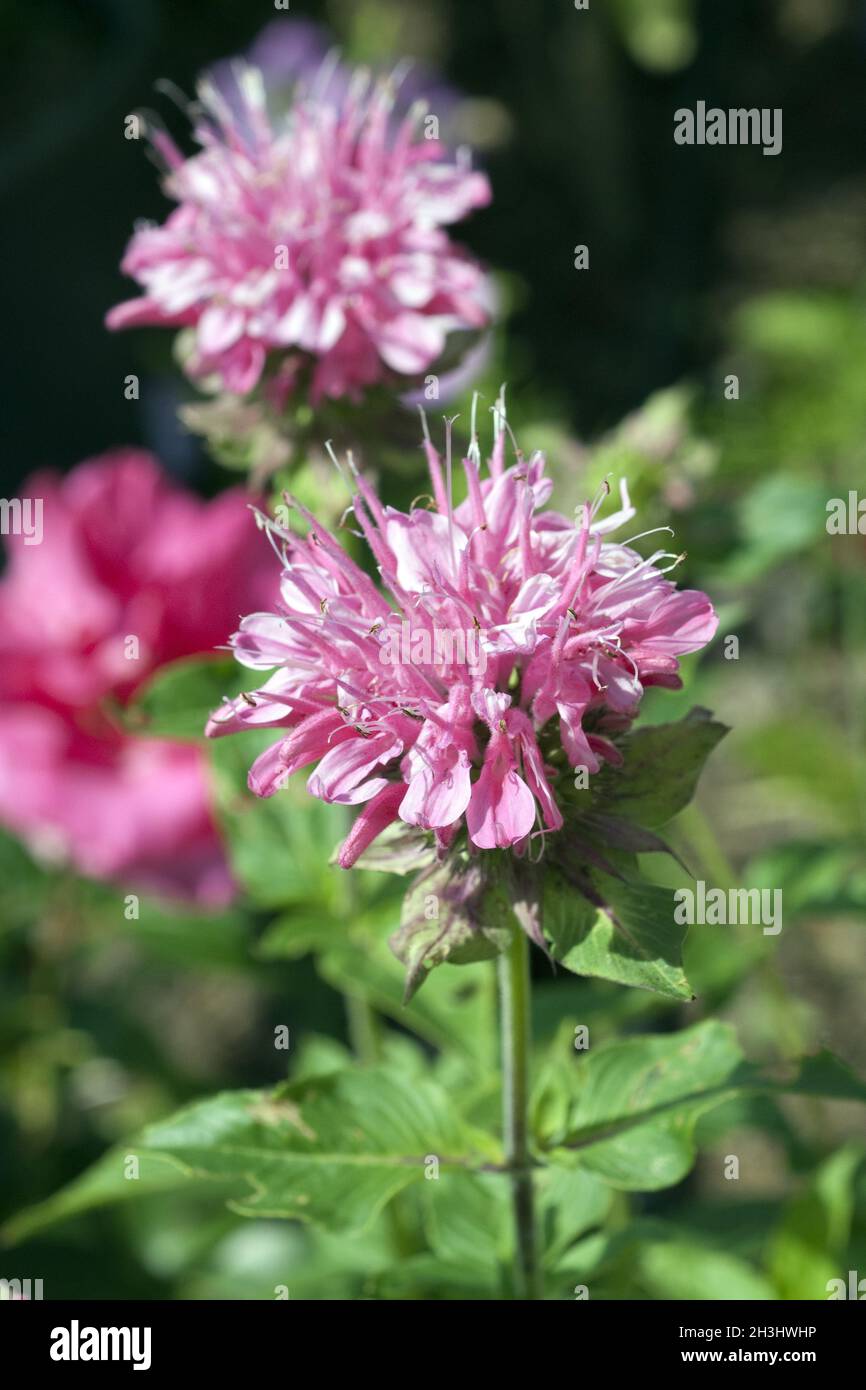 Indian nettle, monarde Stock Photo - Alamy