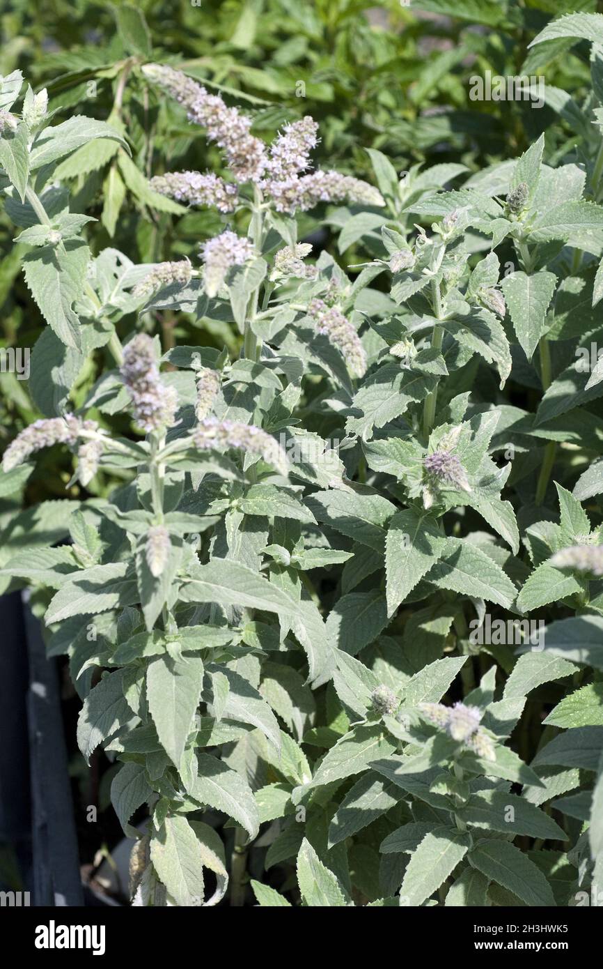 Silver mint, mentha, longifolia, buddleia, peppermint Stock Photo - Alamy
