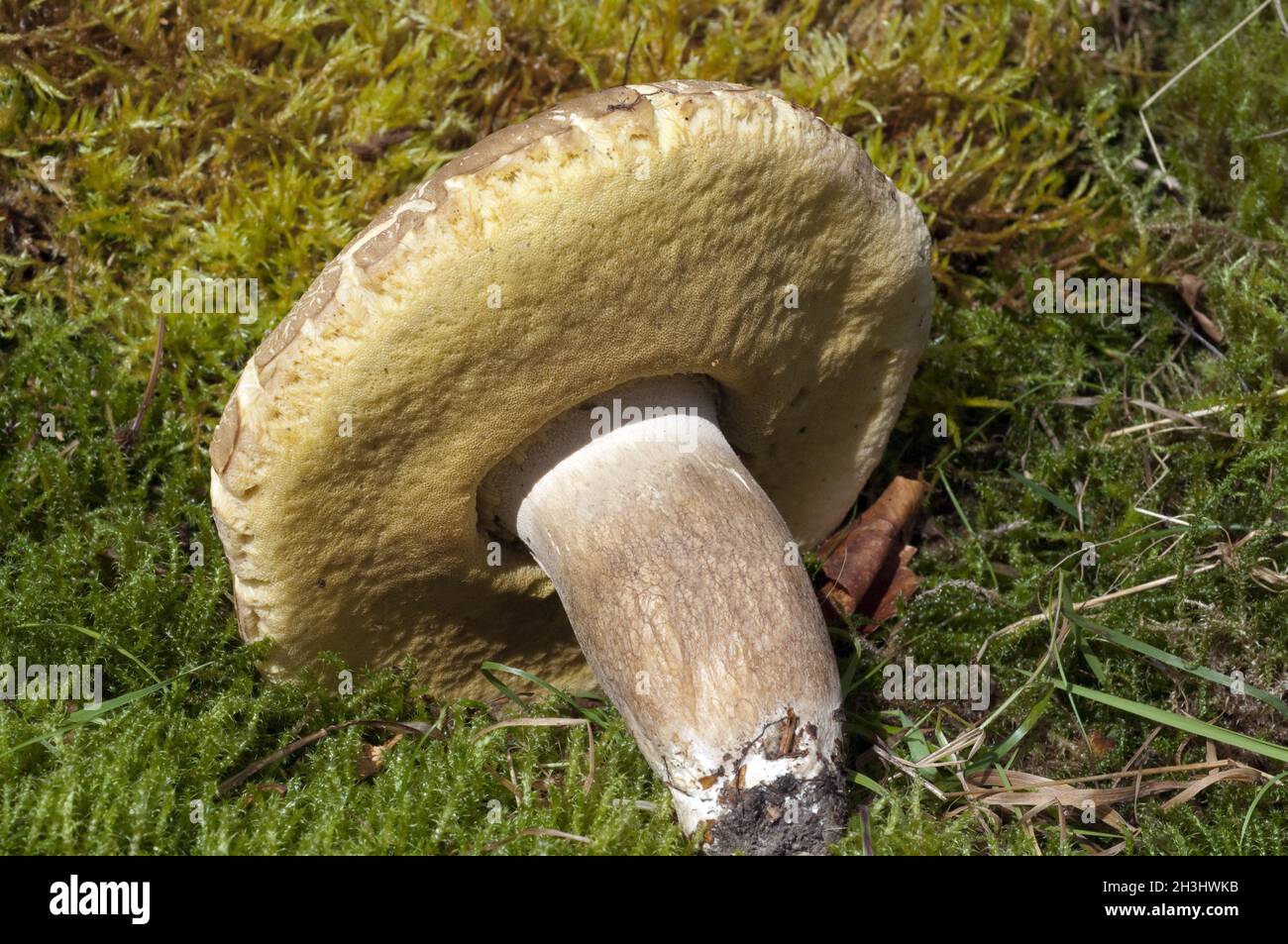 Black porcini hi-res stock photography and images - Alamy
