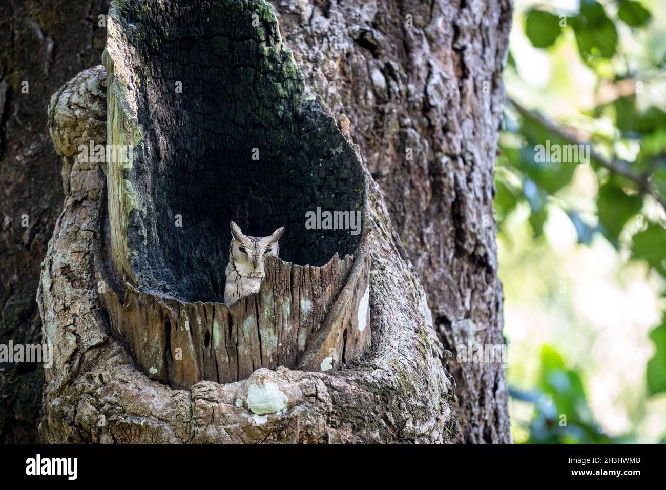 Collared owl hi-res stock photography and images - Alamy