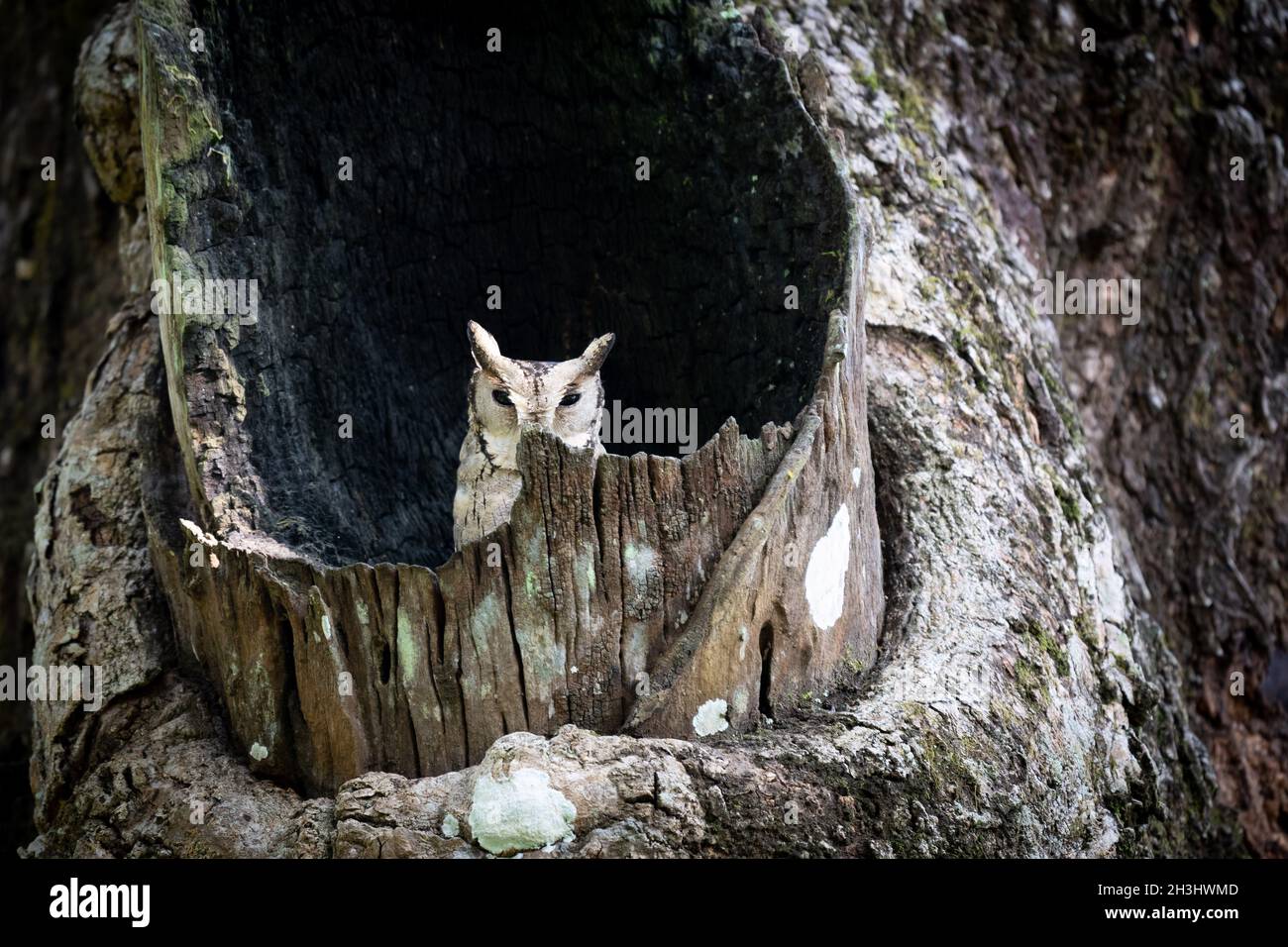 Collared owl hi-res stock photography and images - Alamy