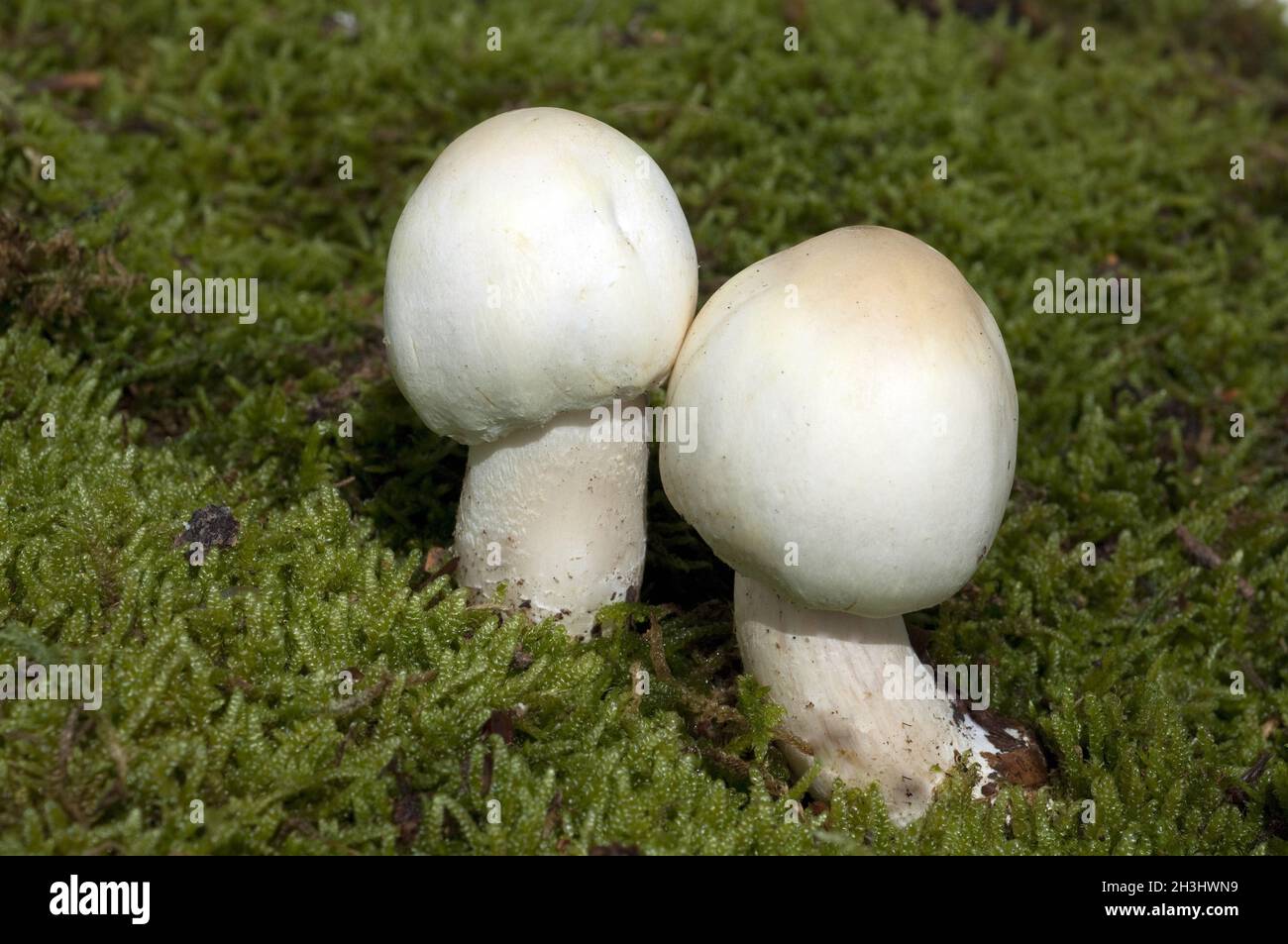 Waldchampignon, Wald-Champignon, Agaricus, silvaticus Stock Photo - Alamy