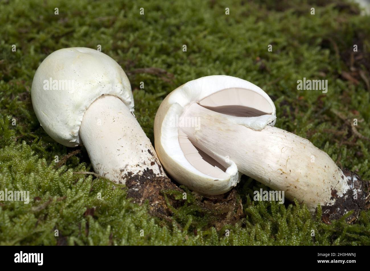 Waldchampignon, Wald-Champignon, Agaricus, silvaticus Stock Photo - Alamy