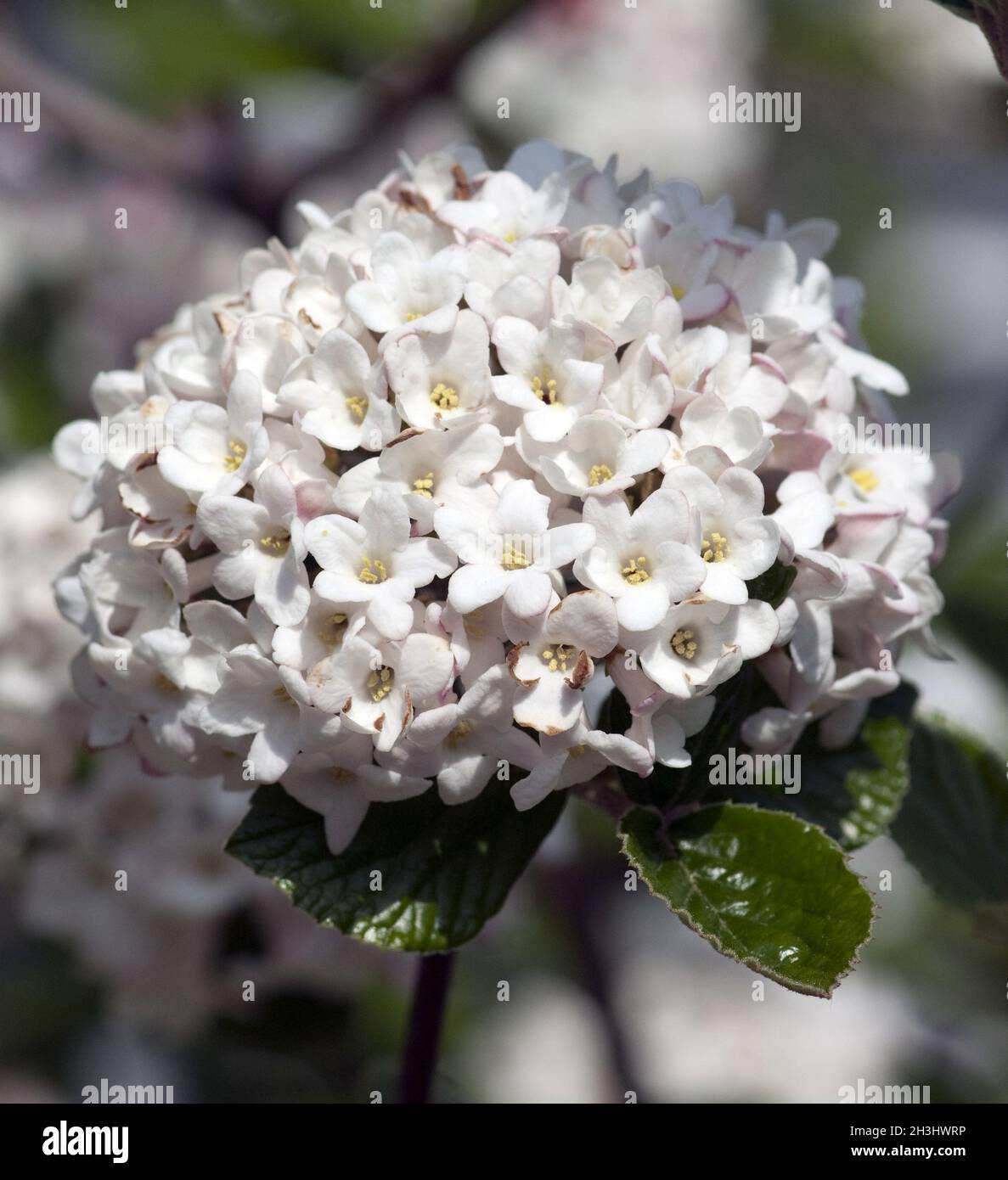 Fragrant snowball, Viburnum x burkwoodii, Anee, Russel Stock Photo - Alamy
