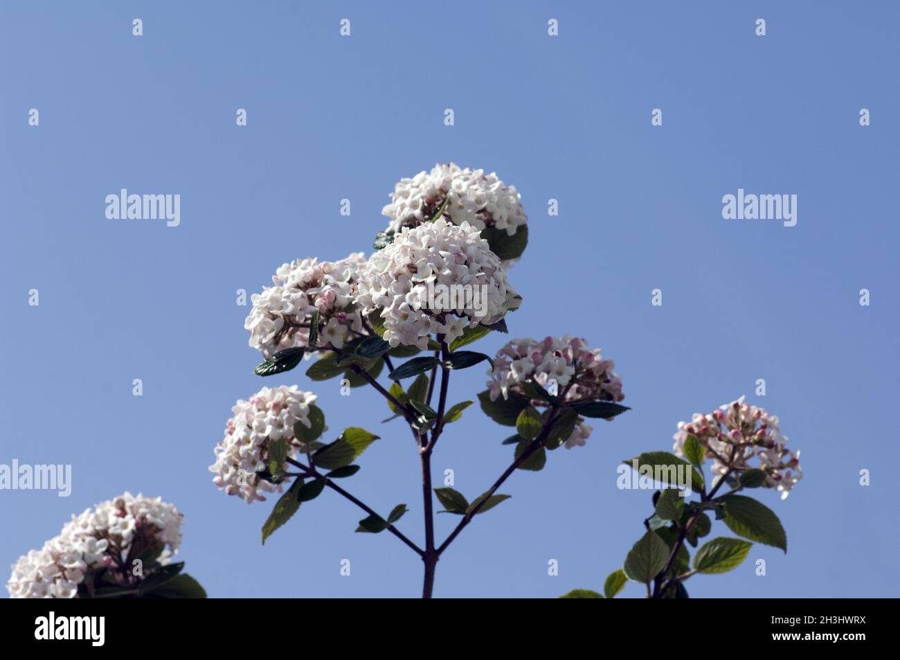 Fragrant snowball, Viburnum x burkwoodii, Anee, Russel Stock Photo - Alamy
