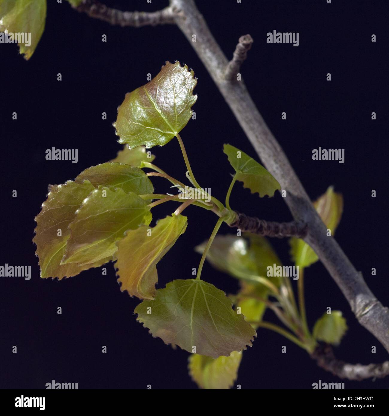 Espe hi-res stock photography and images - Alamy