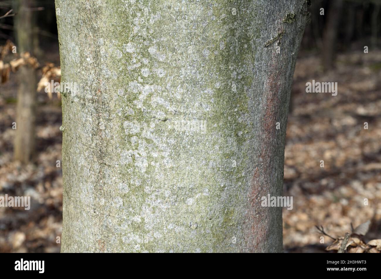 Beech, Trunk, Bark, bark, trunks Stock Photo - Alamy