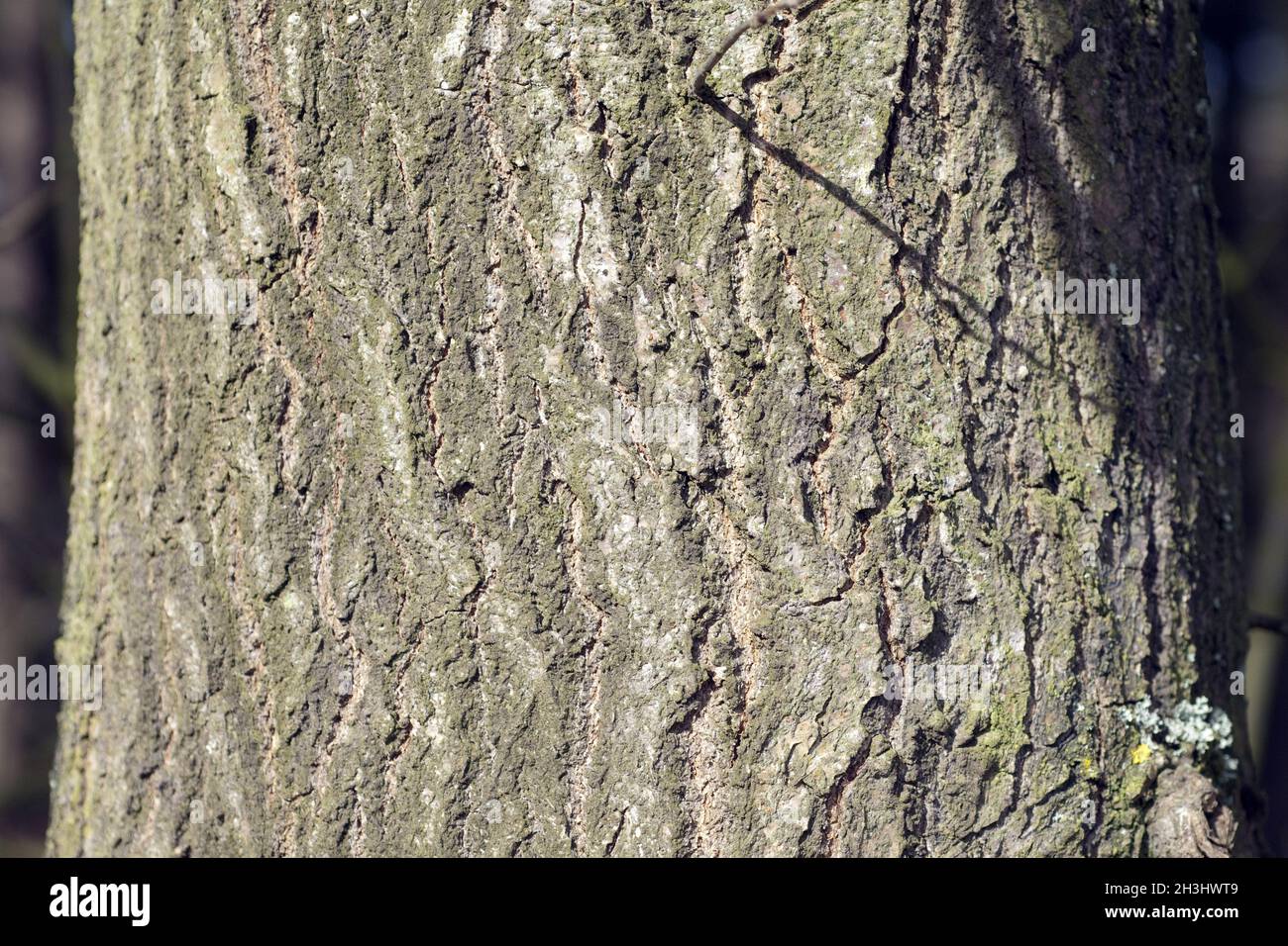 Oak bark, trunk, Quercus; Robur Stock Photo - Alamy
