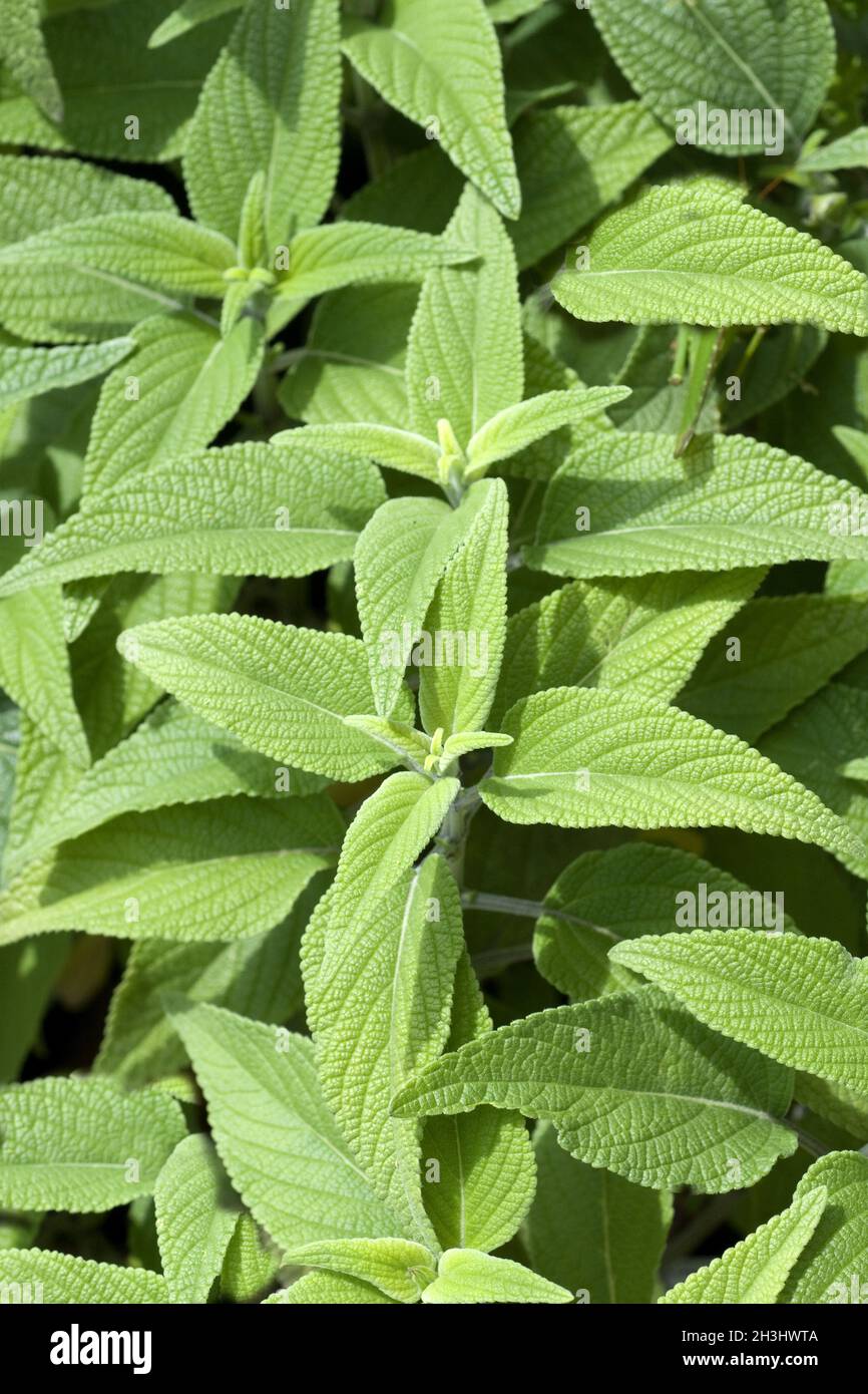 Salbei tea hi-res stock photography and images - Alamy