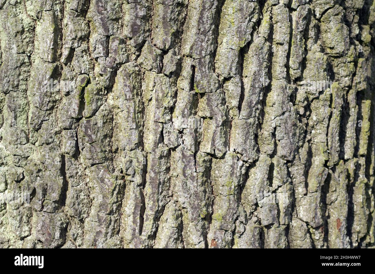 Oak bark, trunk, Quercus; Robur Stock Photo - Alamy