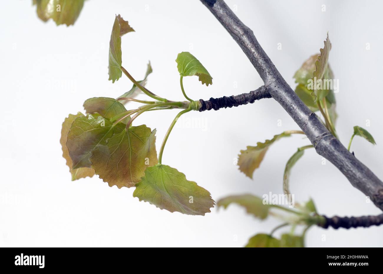 Espe hi-res stock photography and images - Alamy