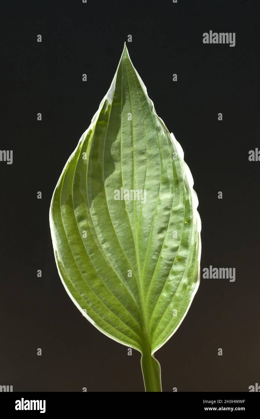 Blaetter leaves hi-res stock photography and images - Alamy