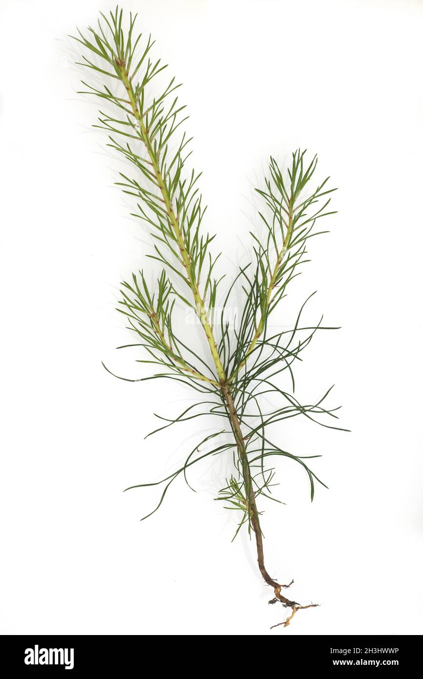 Pine sapling hi-res stock photography and images - Alamy