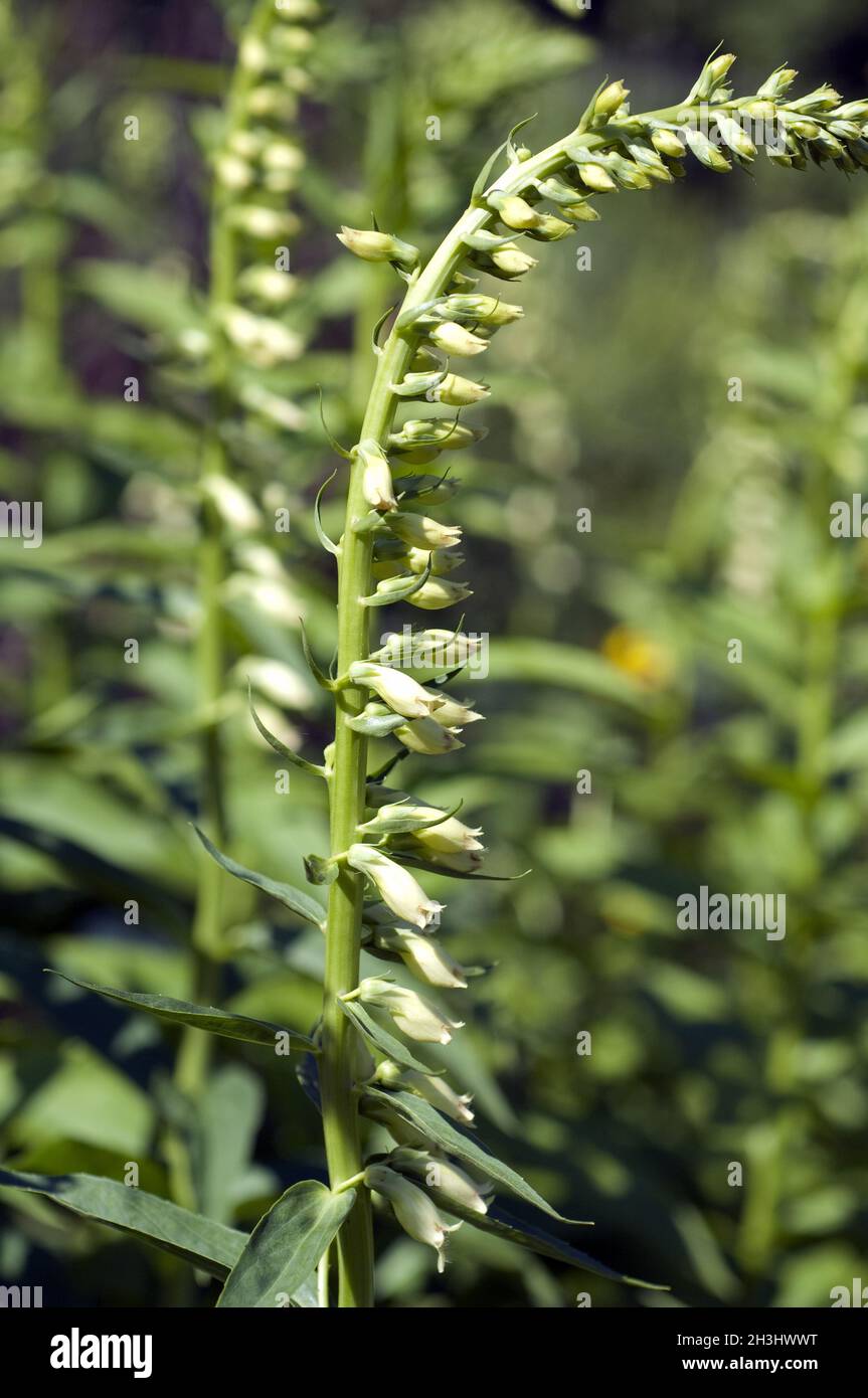 Yellow foxglove digitalis lutea hi-res stock photography and images - Alamy