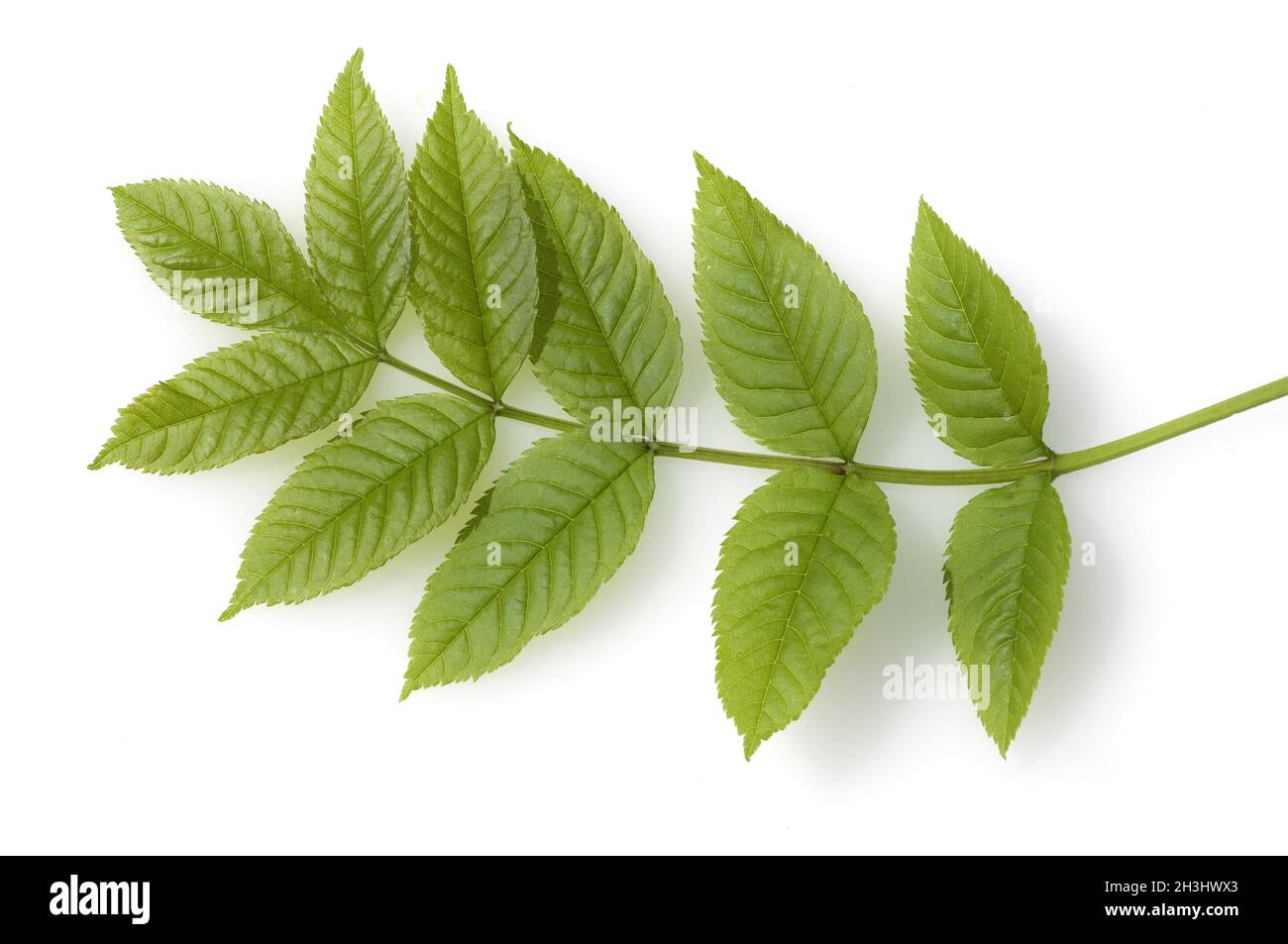 Eschenblaetter Cut Out Stock Images & Pictures - Alamy