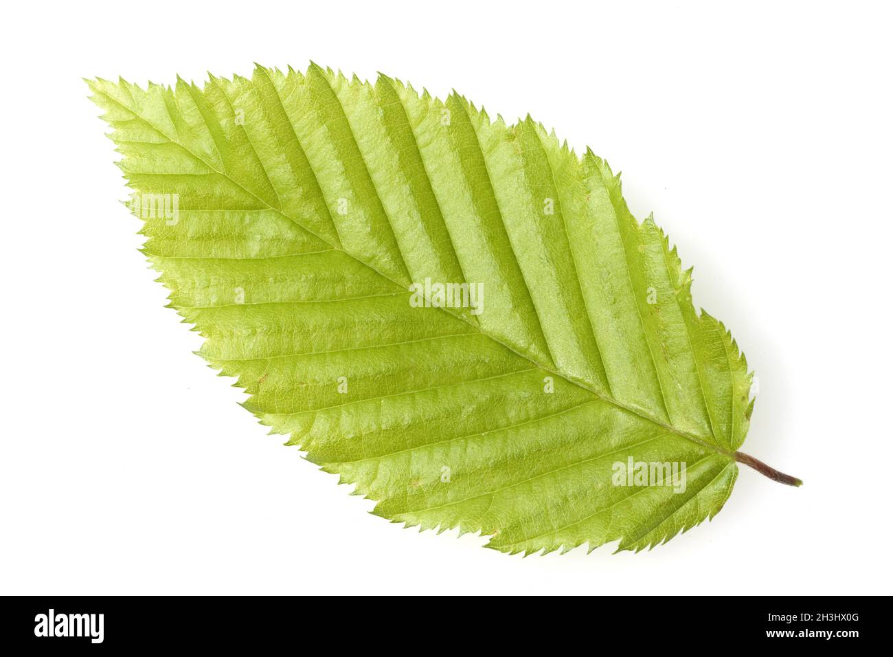Hornbeam leaves; Carpinus; betulus Stock Photo - Alamy