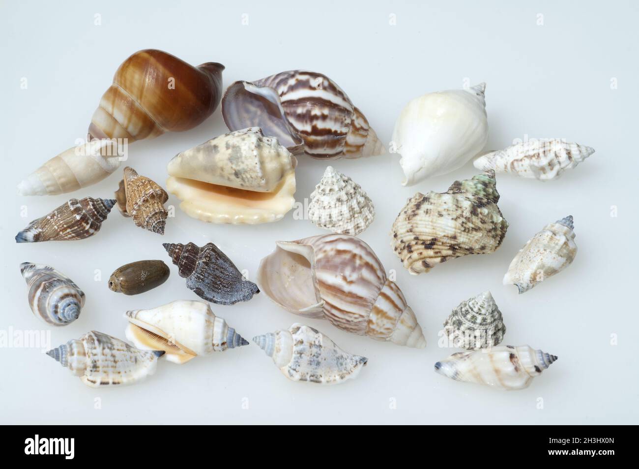 Marine Snails Identification