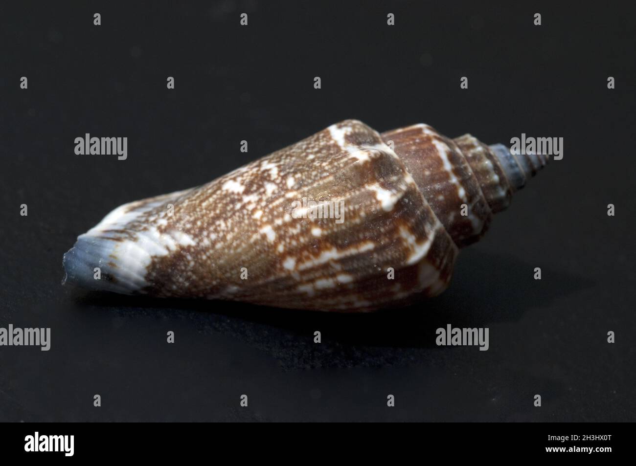 Marine snails hi-res stock photography and images - Alamy