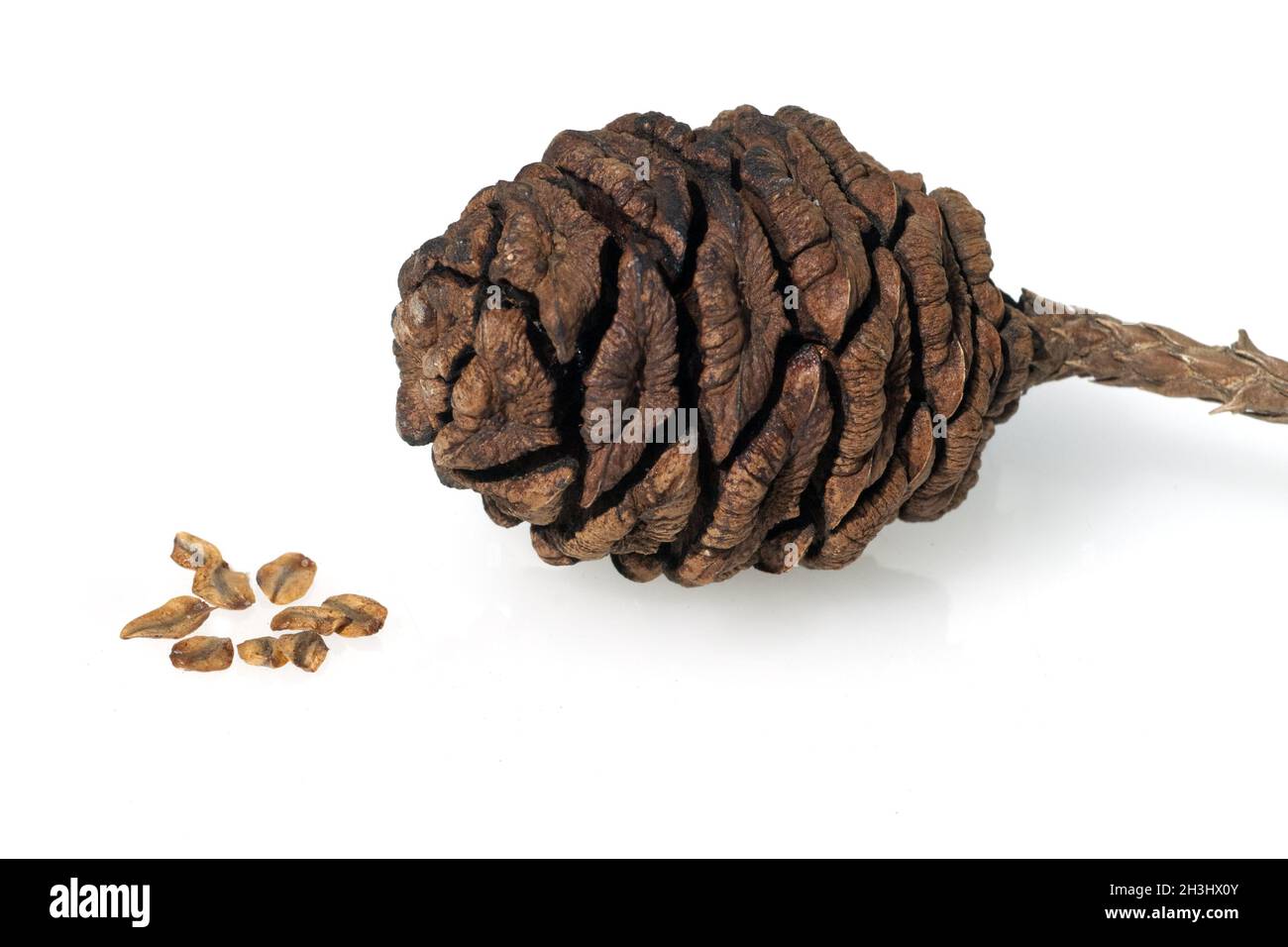 Sequoia, Seeds, Cones, Sequoiadendron Stock Photo - Alamy