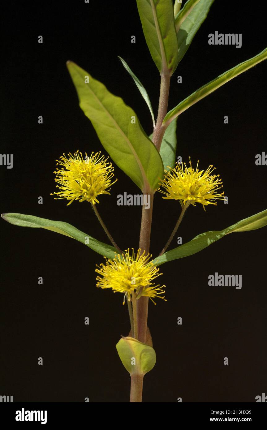 Straussbluetiger, loosestrife; Lysimachia thyrsiflora Stock Photo - Alamy
