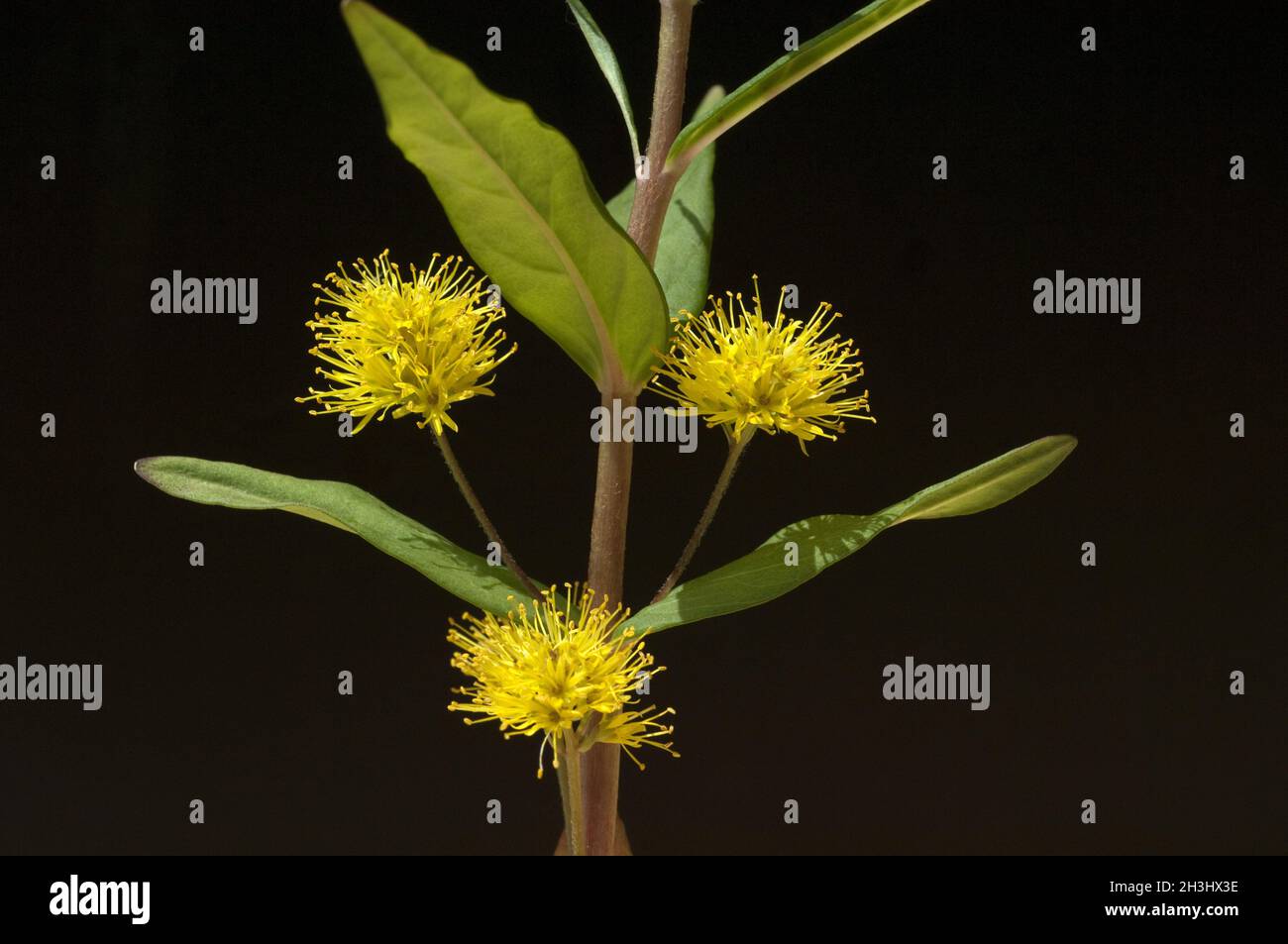 Straussbluetiger, loosestrife; Lysimachia thyrsiflora Stock Photo - Alamy