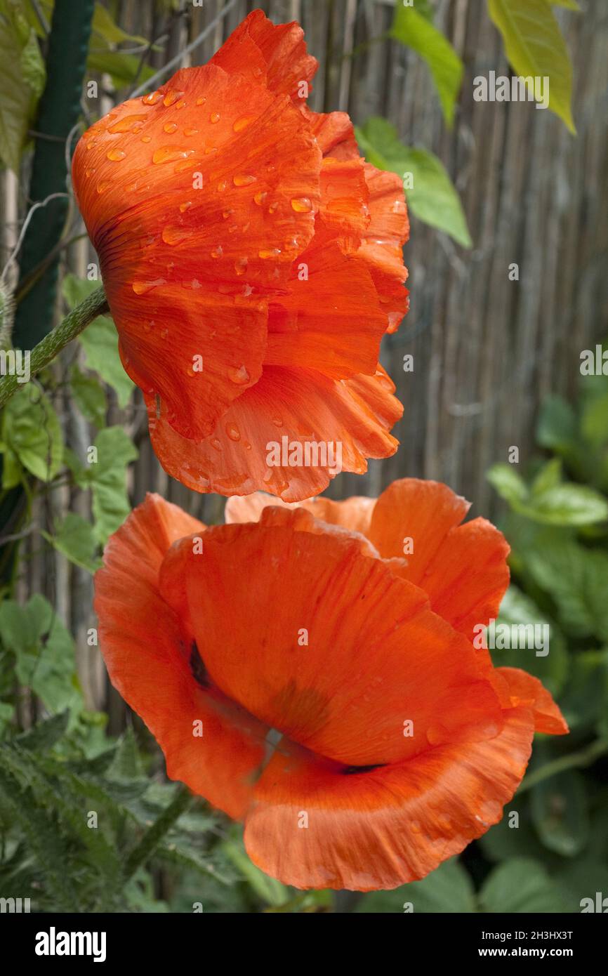 Turkish, poppy, papaver, orientale Stock Photo - Alamy