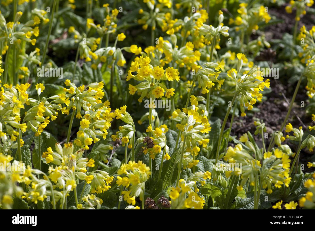 Primrose plants roots hi-res stock photography and images - Alamy
