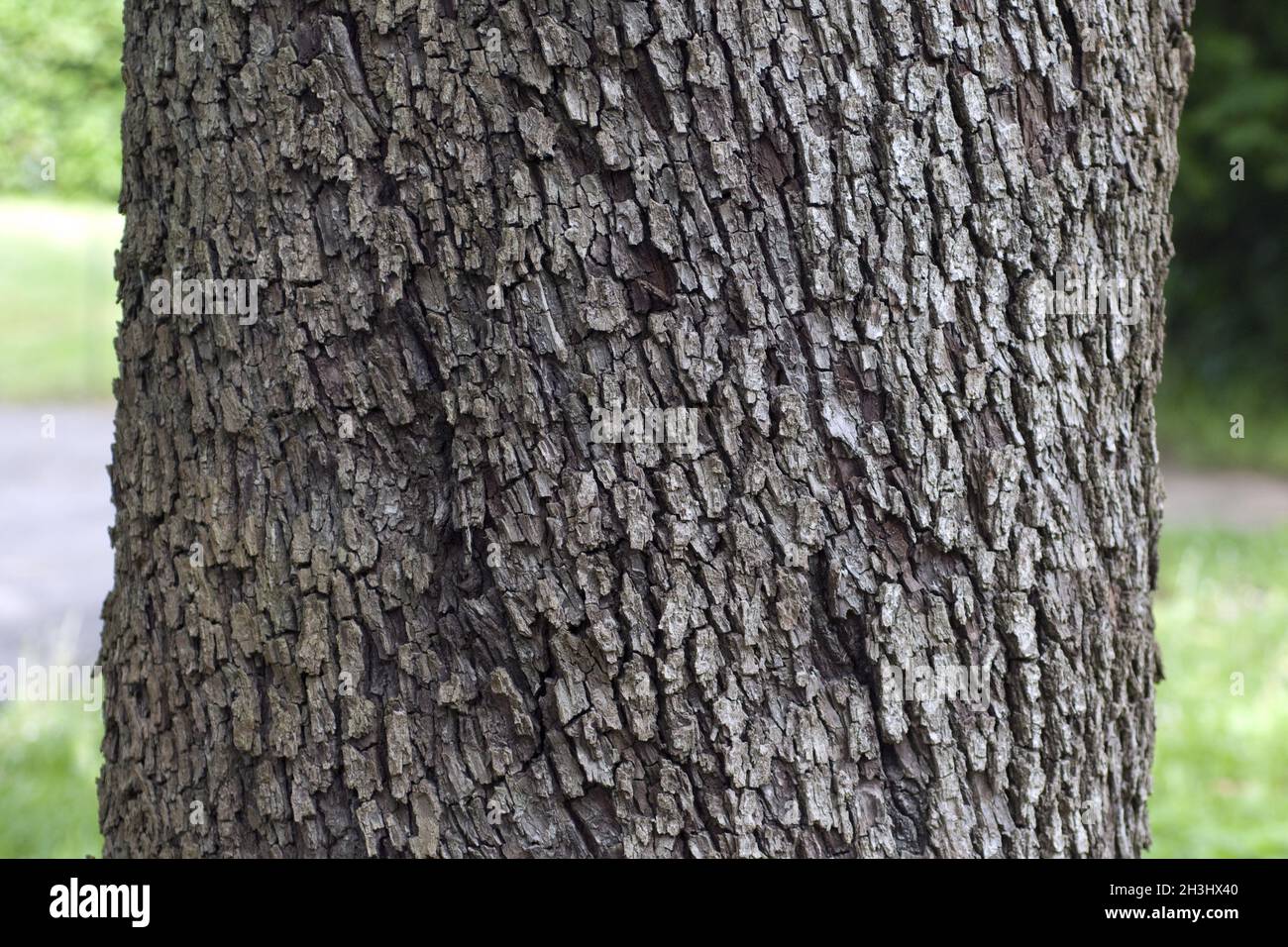 Hard Plant Stem Bark