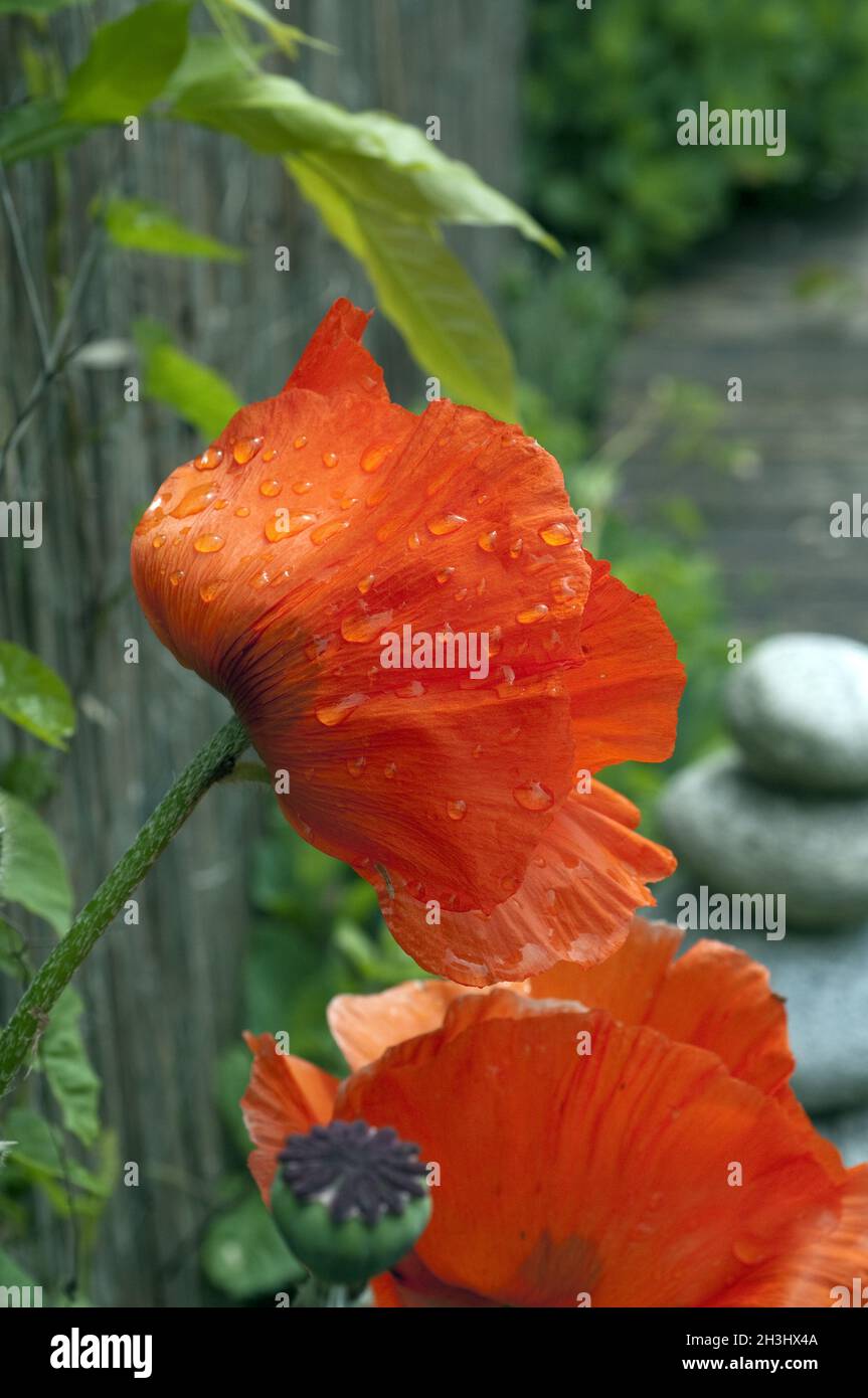 Turkish, poppy, papaver, orientale Stock Photo - Alamy