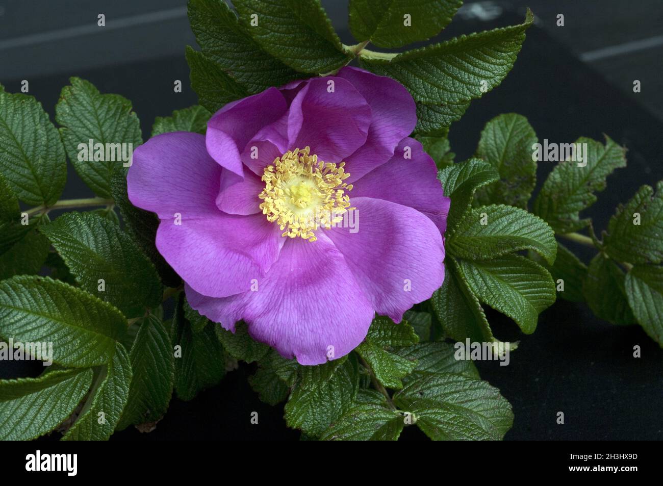 Apple rose, rugosa rose, Rosa rugosa, wild rose Stock Photo - Alamy