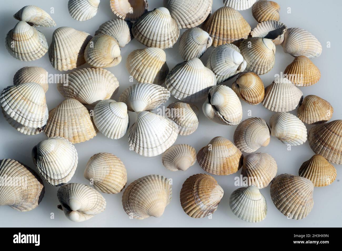 Cockle, Cerastoderma, edule Stock Photo - Alamy