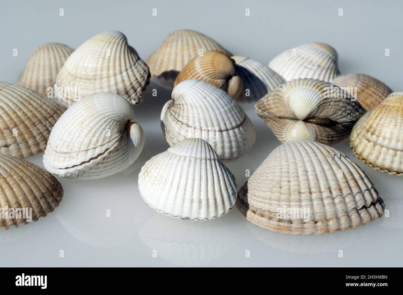 Stranded cockle shell hi-res stock photography and images - Alamy