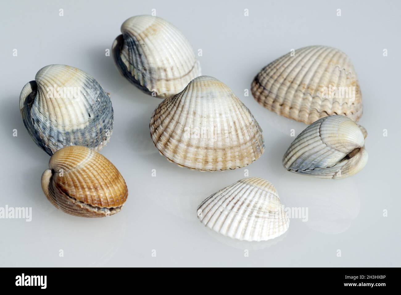 Cockle, Cerastoderma, edule Stock Photo - Alamy