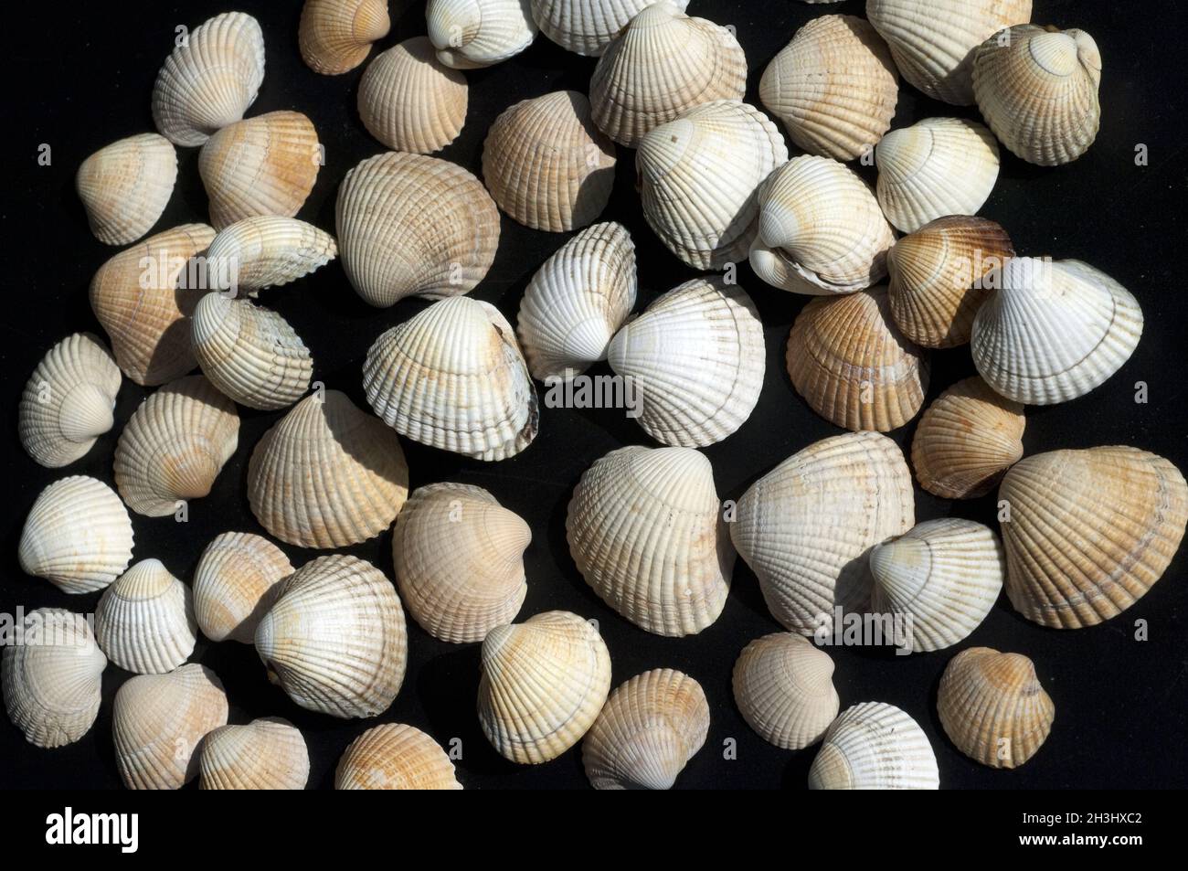 Cockle, Cerastoderma, edule Stock Photo - Alamy