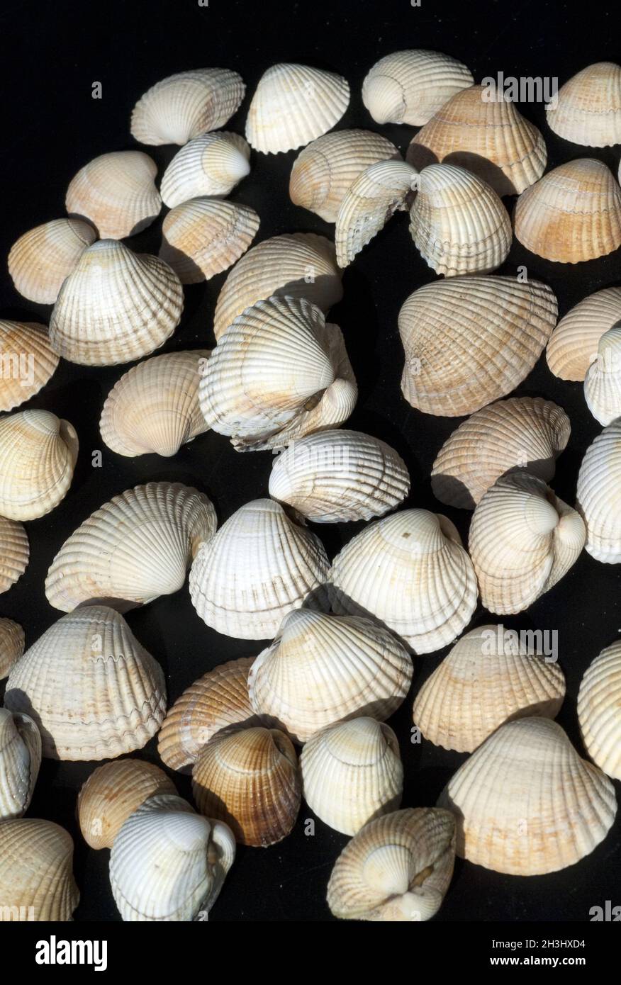 Cockle, Cerastoderma, edule Stock Photo - Alamy