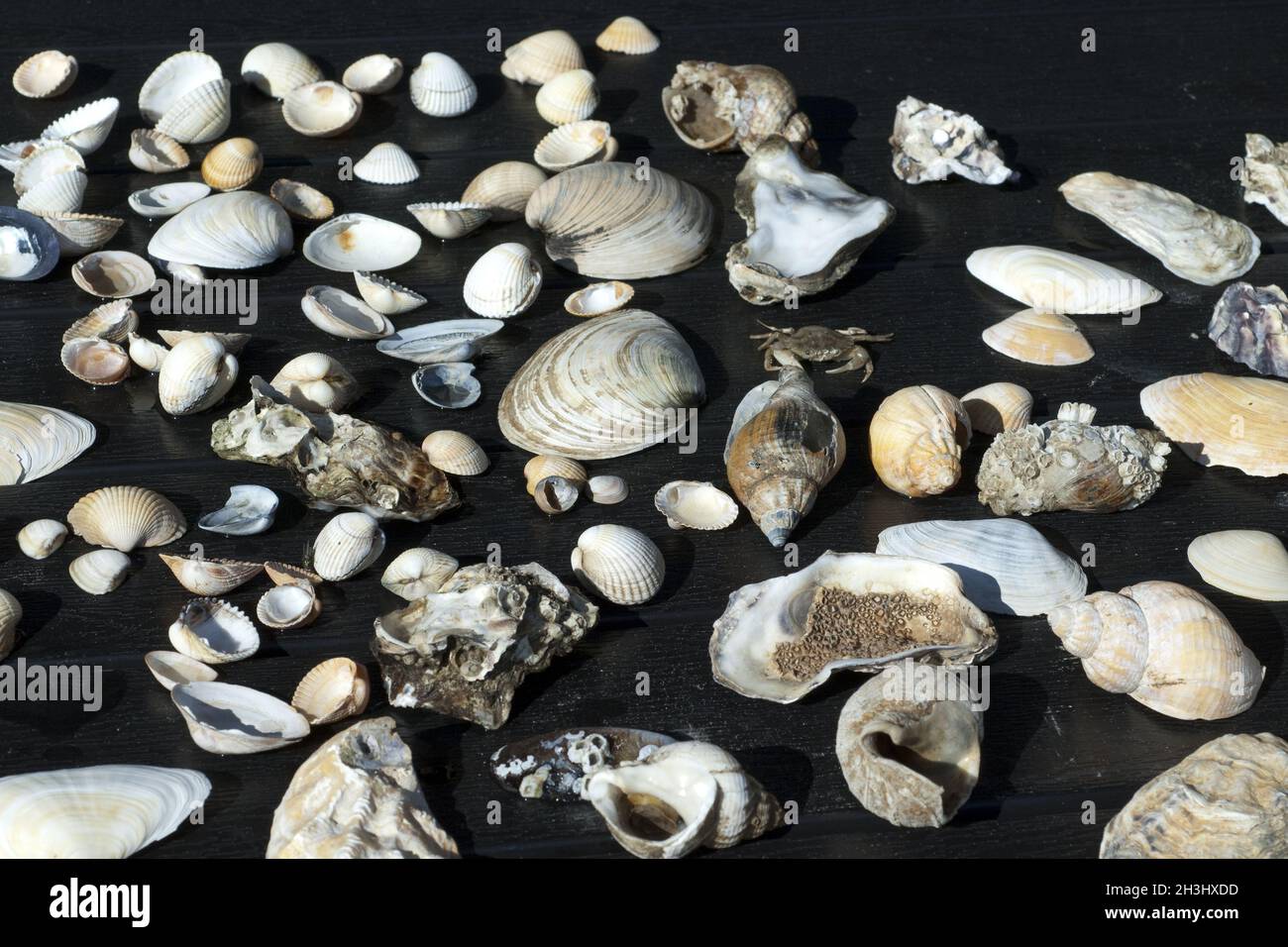 Sea snails; mussels Stock Photo - Alamy