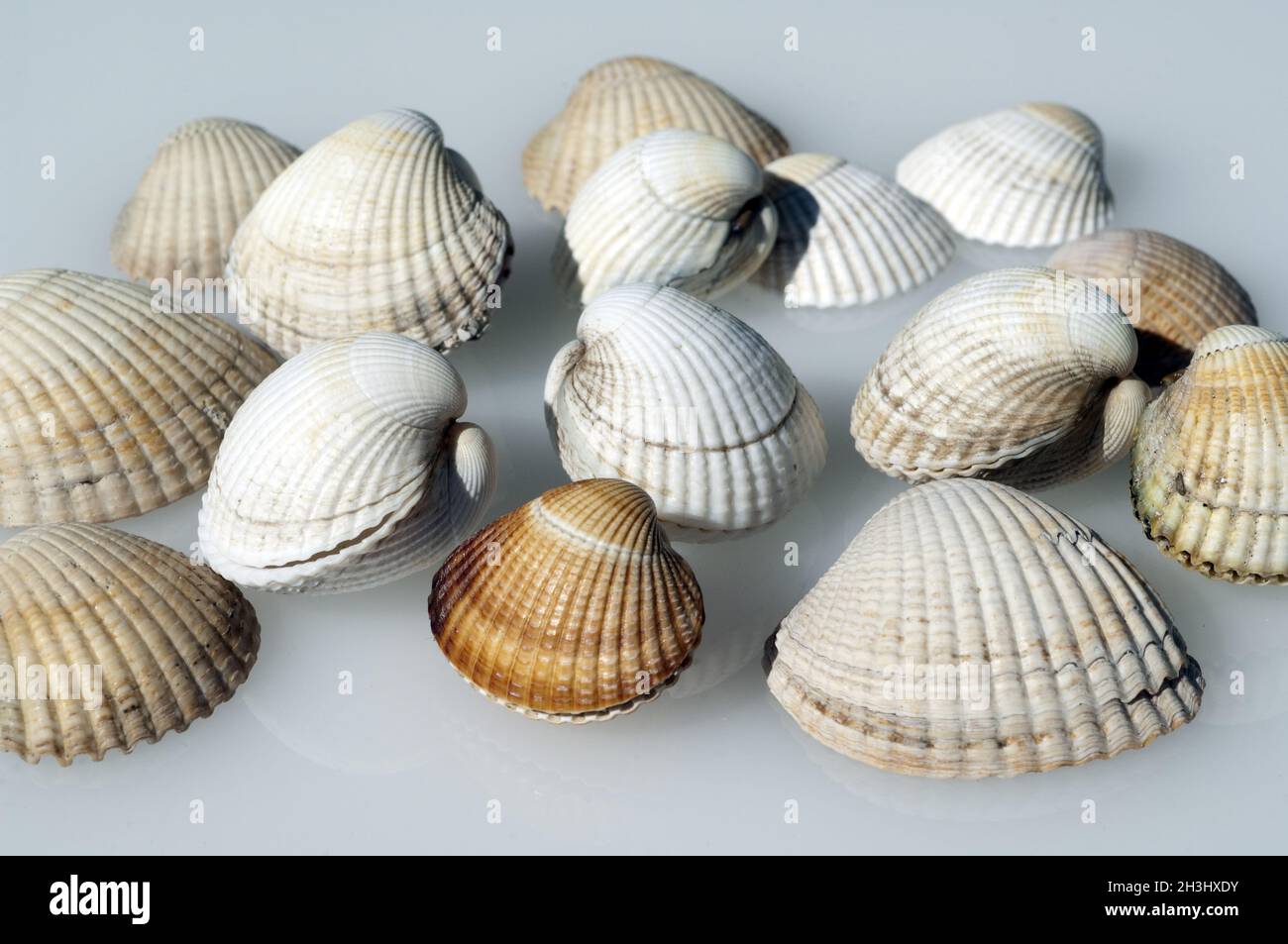 Cockle, Cerastoderma, edule Stock Photo - Alamy