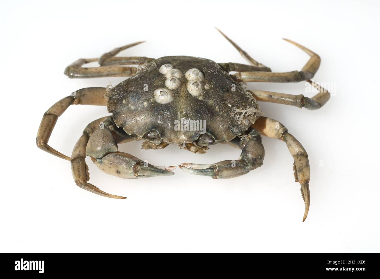 The short north Cut Out Stock Images & Pictures - Alamy