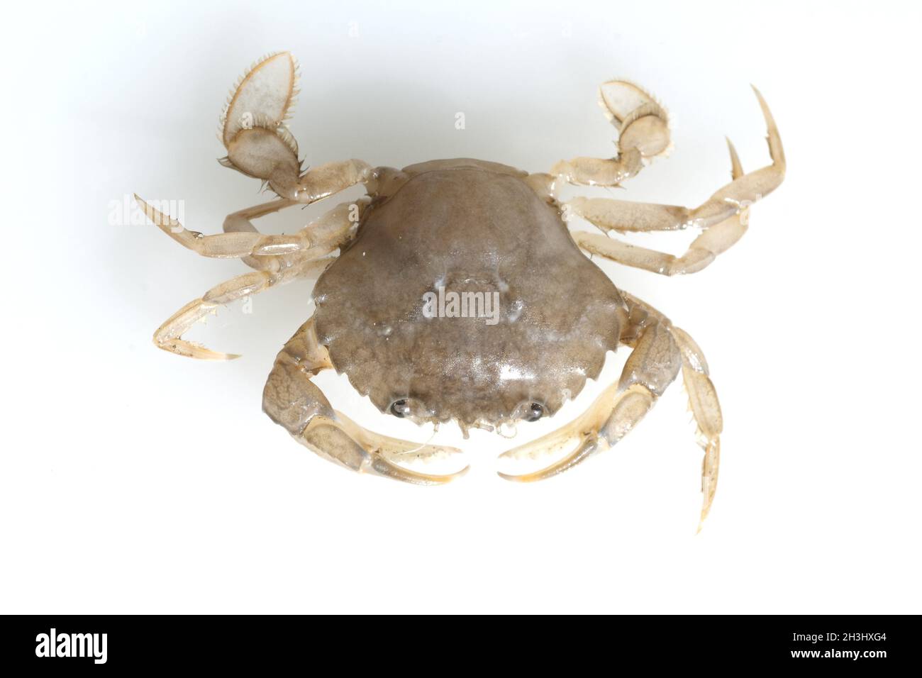 The short north Cut Out Stock Images & Pictures - Alamy