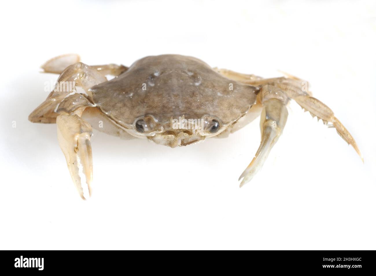 Crab, brachyura, short-tailed crab Stock Photo - Alamy