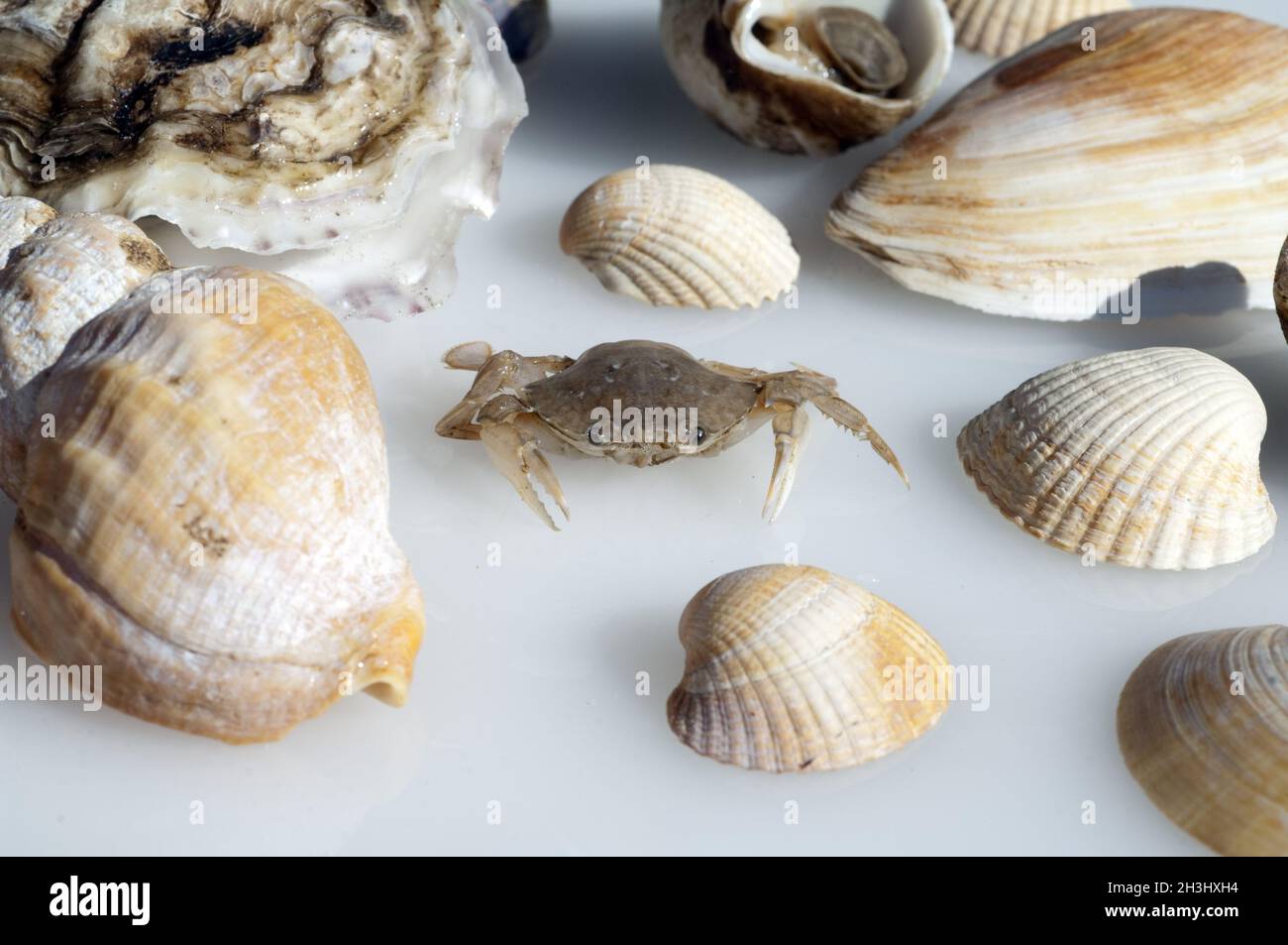 Sea snails; mussels Stock Photo - Alamy