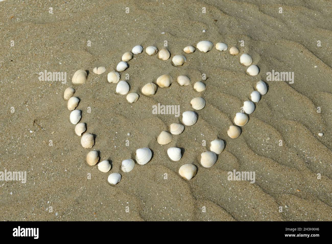 Mussel heart, cockle, Cerastoderma, edule Stock Photo - Alamy